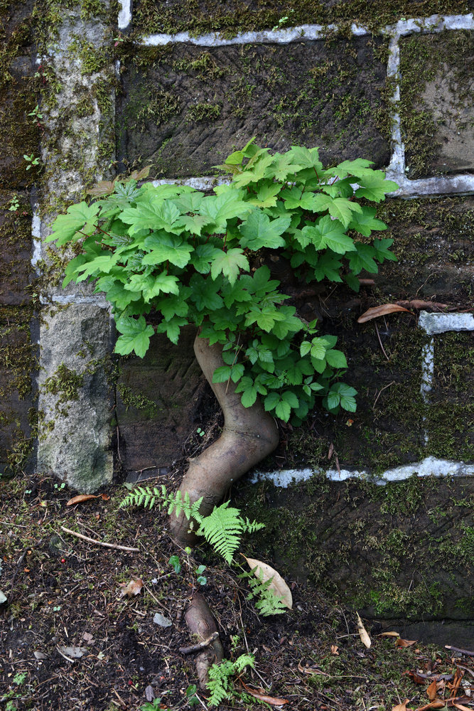 Tamron 35-150mm f/2.8-4 Di VC OSD (A047) Review - Performance | ePHOTOzine