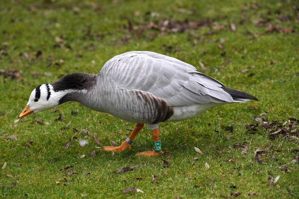 Sigma 60-600mm F/4.5-6.3 DG DN OS Sports Lens Review - Performance ...