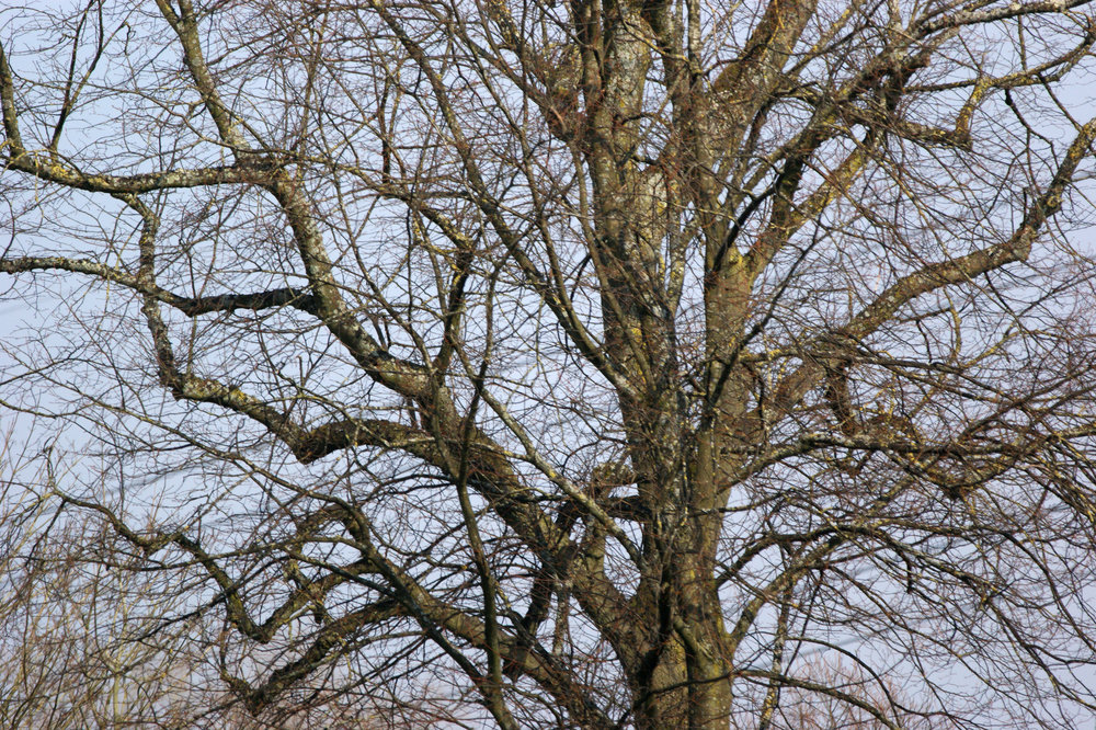 Sigma AF APO Tele Macro 400mm F/5.6 Vintage Lens Review - Performance ...