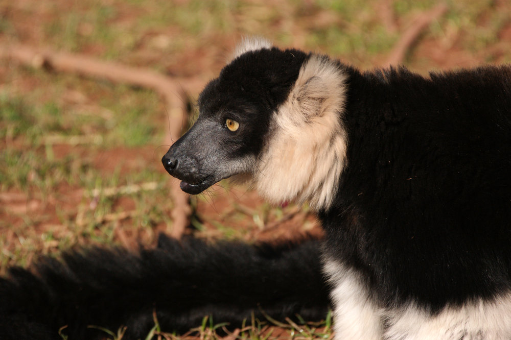 Sigma AF APO Tele Macro 400mm F/5.6 Vintage Lens Review - Performance ...