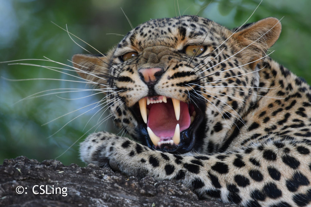 More Nikon D500 Sample Photos | ePHOTOzine