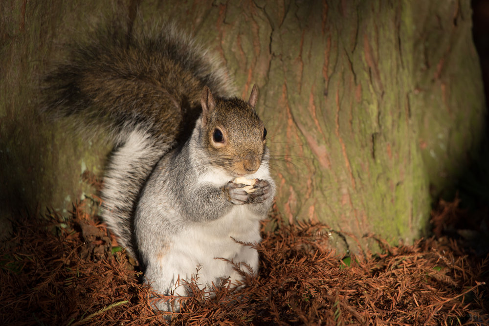 Canon EOS 7D Mark II Digital SLR Review | ePHOTOzine