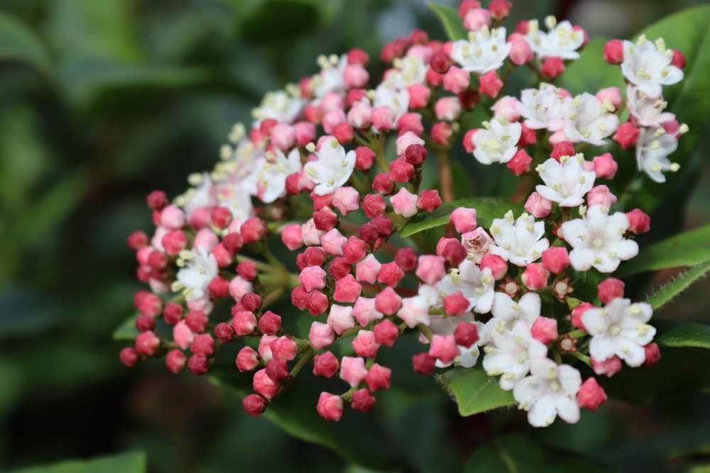 Canon EOS 850D (Rebel T8i) Review - Performance | ePHOTOzine