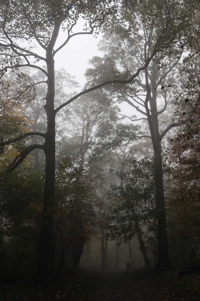 Canon EOS 850D (Rebel T8i) Review - Performance | ePHOTOzine