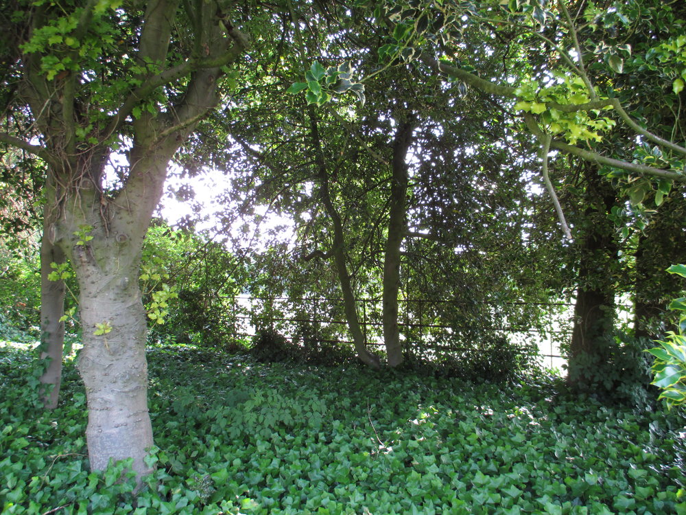 Canon IXUS 135 HD Wi-Fi Review | ePHOTOzine