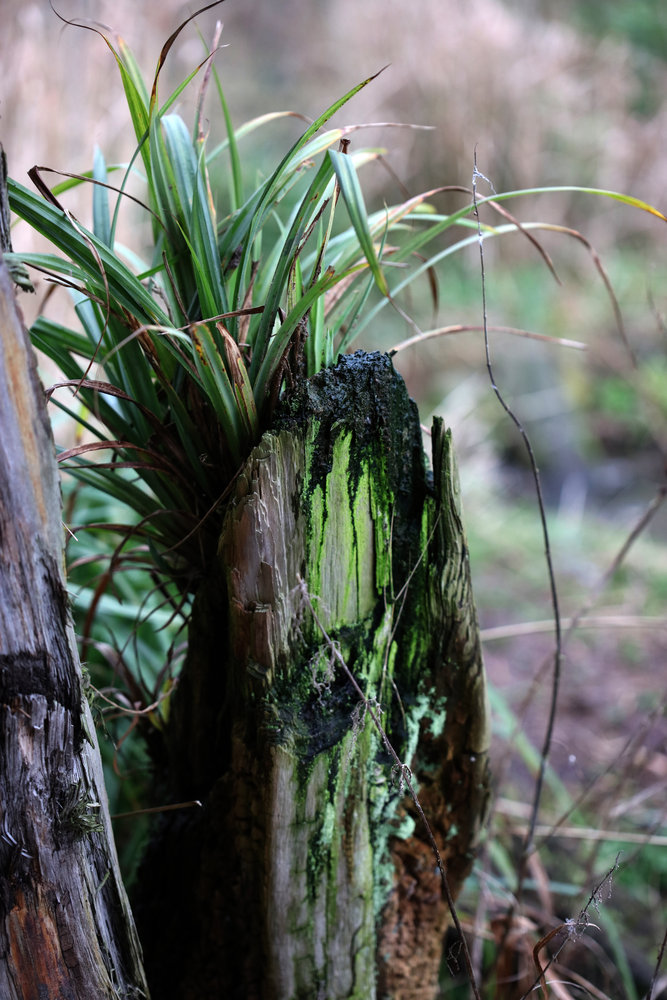 Tamron SP 70-200mm f/2.8 Di VC USD G2 (A025) Review | ePHOTOzine