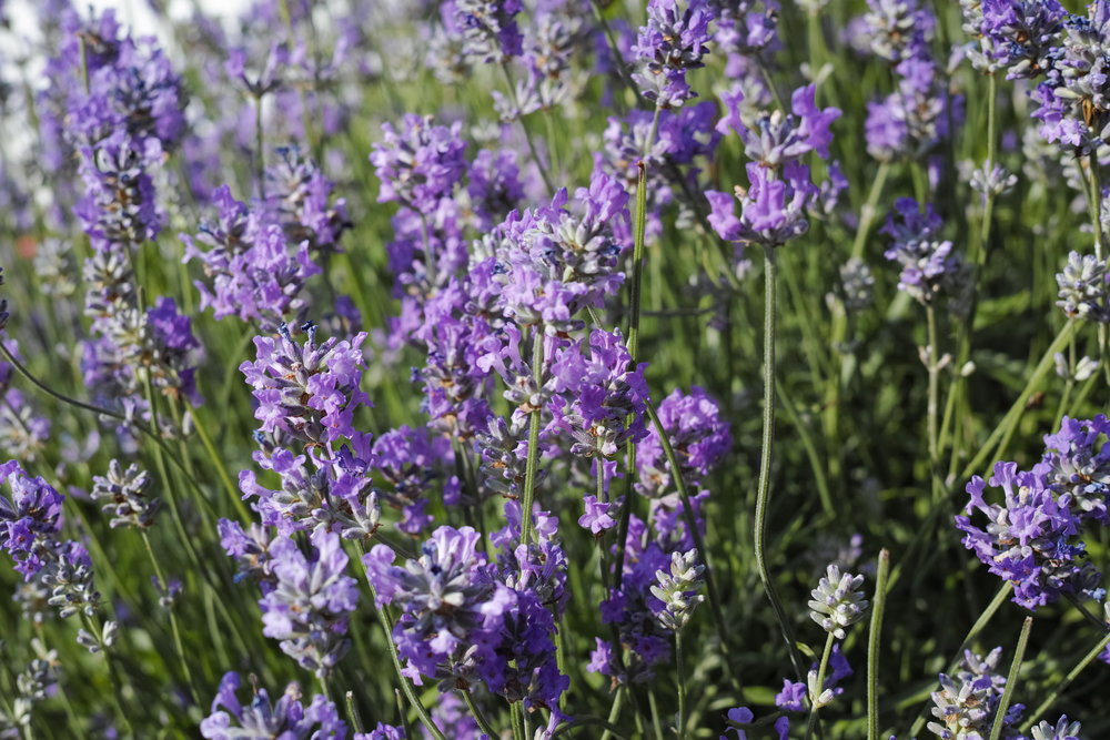 Sigma dp2 Quattro Full Size Sample Photos | ePHOTOzine